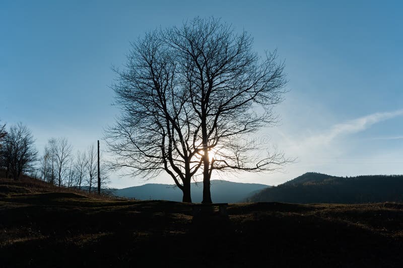 The single tree at sunset stock image. Image of grass - 200345441