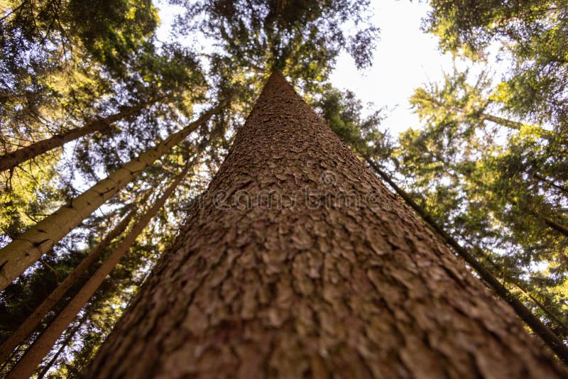 Single Tree Surrounded by a Dense Forest of Trees Stock Image - Image ...