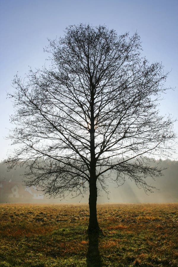 A Single Tree Surrounded by Sun Rays Stock Photo - Image of autumnal ...