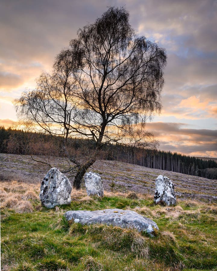 Single Tree and Three Kings Stone Circle Stock Photo - Image of ...