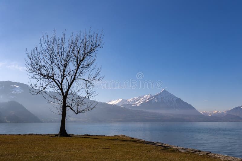 A Single Tree at the Thun Lake with Niesen Mountain ( the so-called ...