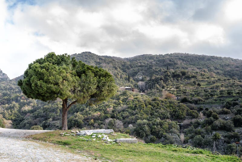 Single Tree on the Top of a Mountain Stock Image - Image of horizon ...