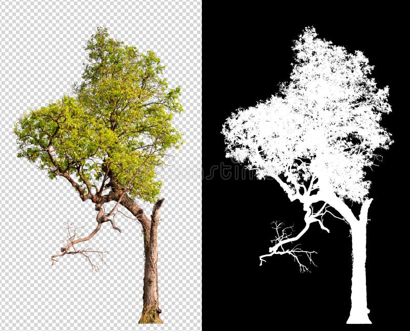 Single Tree on Transparent Picture Background with Clipping Path ...