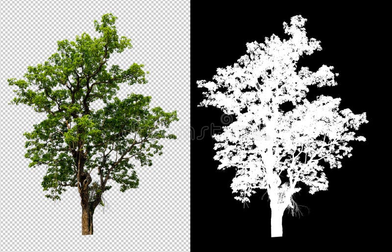 Single Tree on Transparent Picture Background with Clipping Path ...