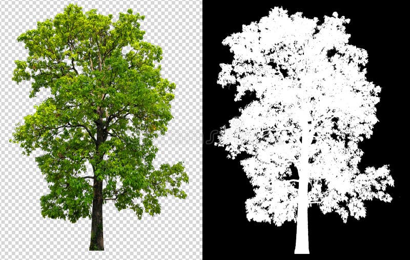 2,229 Tree Alpha Pine Stock Photos - Free & Royalty-Free Stock Photos ...