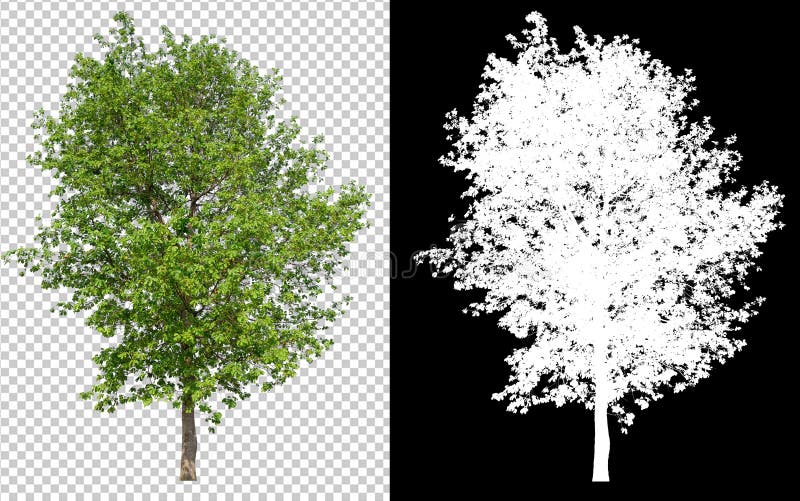 9,433 Tree Alpha Channel Stock Photos - Free & Royalty-Free Stock ...