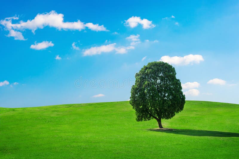 Single tree,Tree in field. stock image. Image of field - 64562497