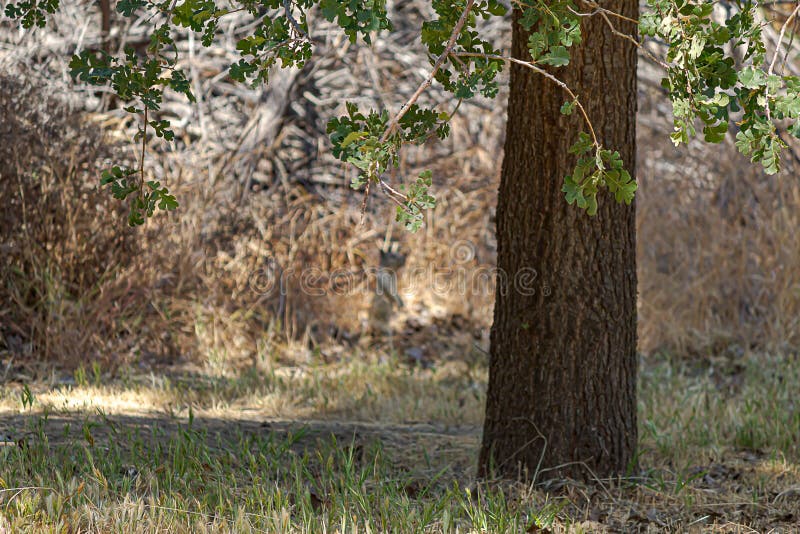 A Single Tree Trunk Growing in Wild Grass and Shrubbery Stock Image ...