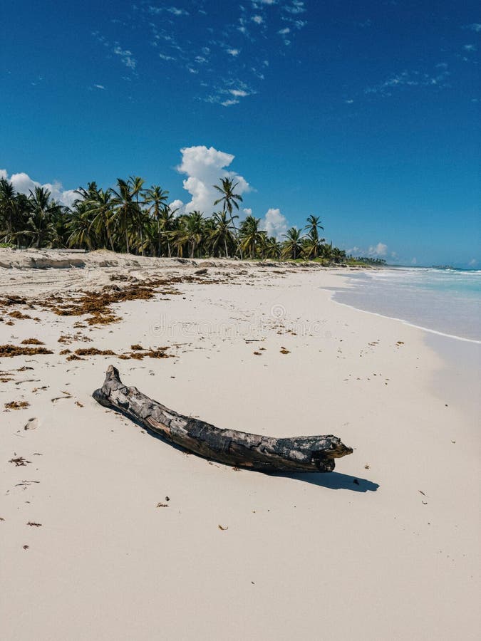 Single Tree Trunk on a Pristine White Sandy Beach Stock Photo - Image ...