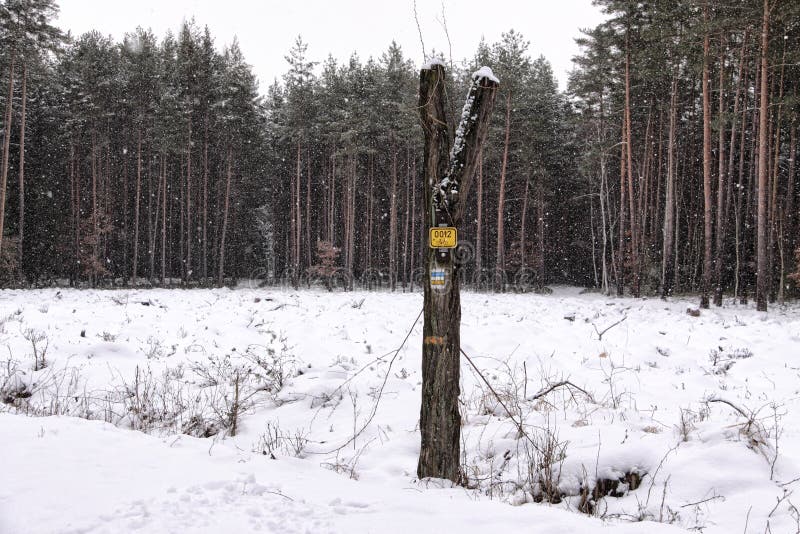 Single Tree Trunk with Tourist and Bicycle Track Sign Stock Photo ...