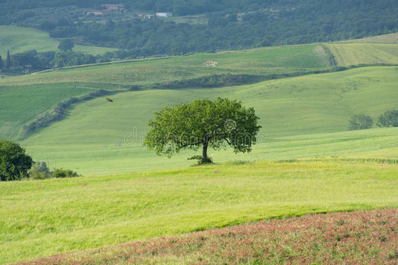 Single Tree in Tuscany stock image. Image of rolling - 307588259