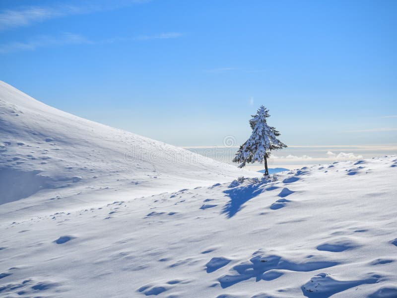 Single Tree Under Blue Sky in Snow in Winter Bright Day on a Mountain ...
