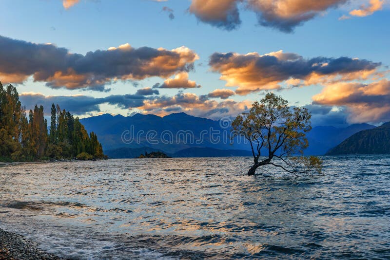 Single Tree in Wanaka Lake Water in New Zealand Stock Image - Image of ...