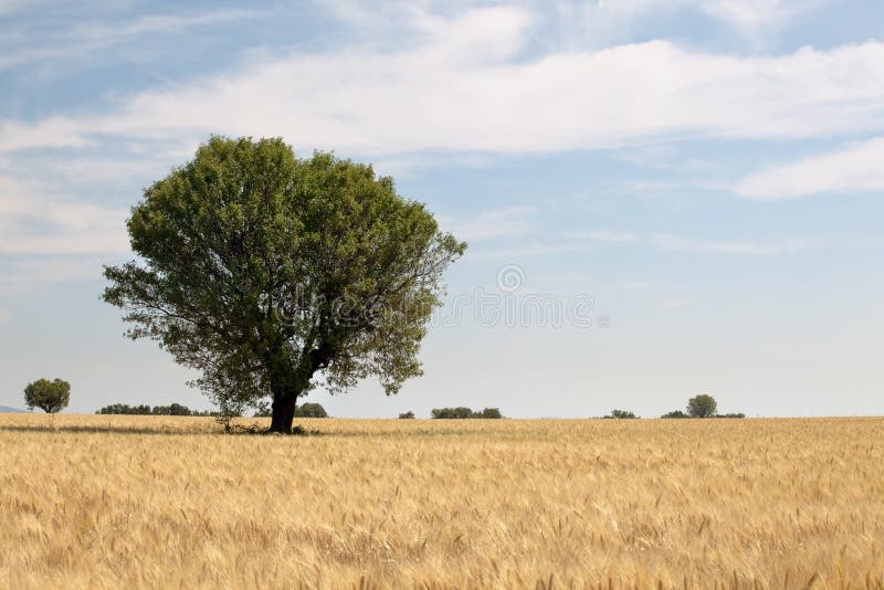 Single tree in wheat field stock photo. Image of summer - 18302290