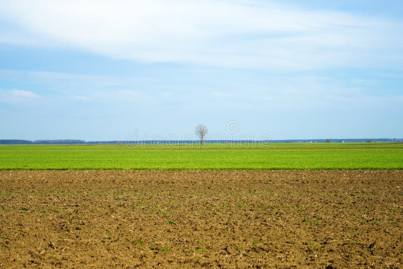 Single tree on wheat field stock photo. Image of landscape - 30520916