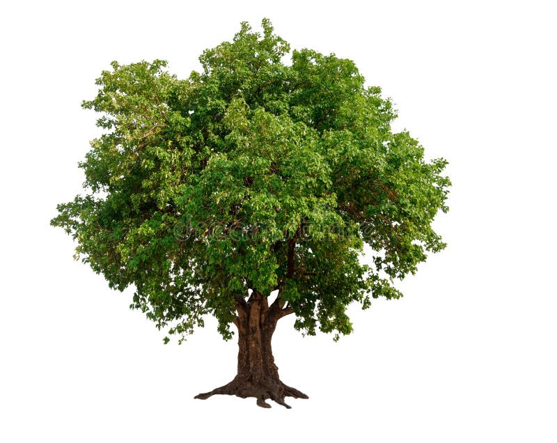 Single Tree on Transparent Picture Background with Clipping Path ...