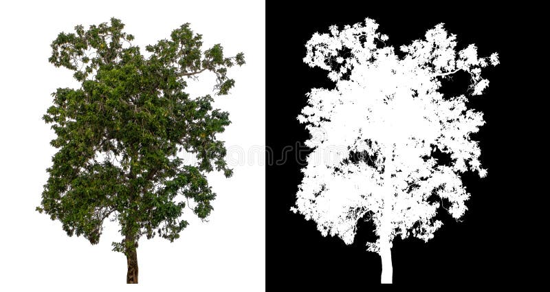 Single Tree on White Background with Clipping Path and Alpha Channel on ...