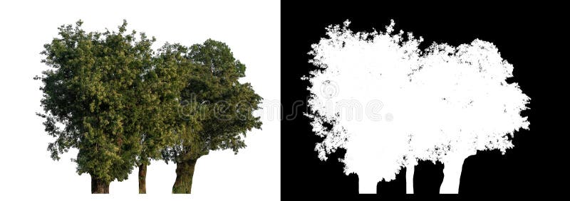Single Tree on White Background with Clipping Path and Alpha Channel on ...
