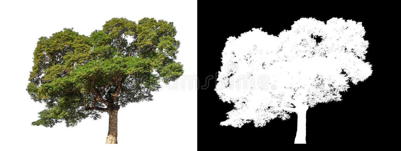 2,745 Tree Alpha Collection Stock Photos - Free & Royalty-Free Stock ...