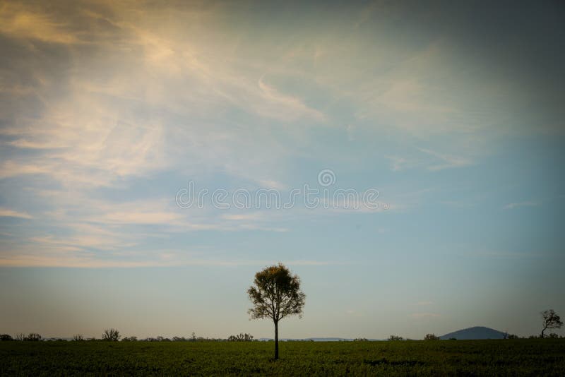 A Single Tree stock photo. Image of flora, tree, mountain - 85391796