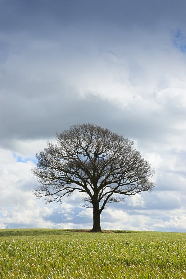Single Tree in winter stock photo. Image of peaceful, single - 4528996