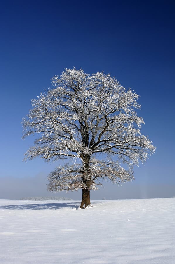 Romantic winter stock image. Image of snowy, nature, winter - 17086693