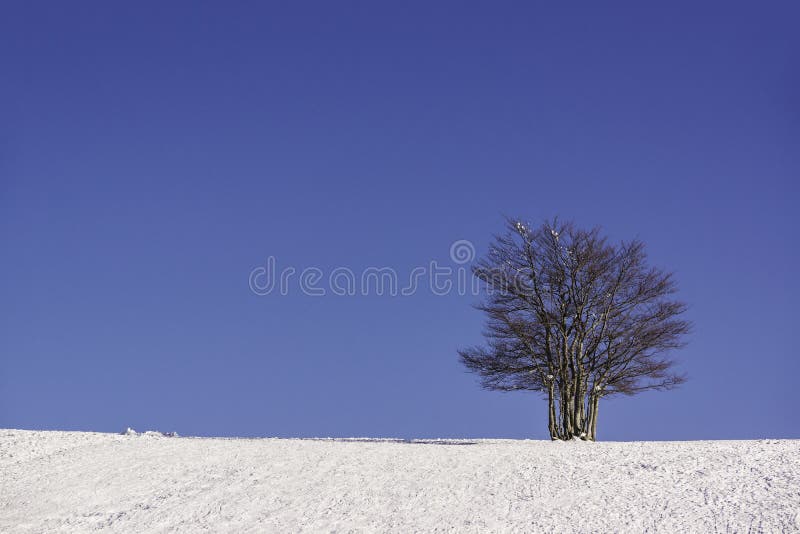 Single Tree in Winter with Blue Sky - Horizontal Stock Image - Image of ...