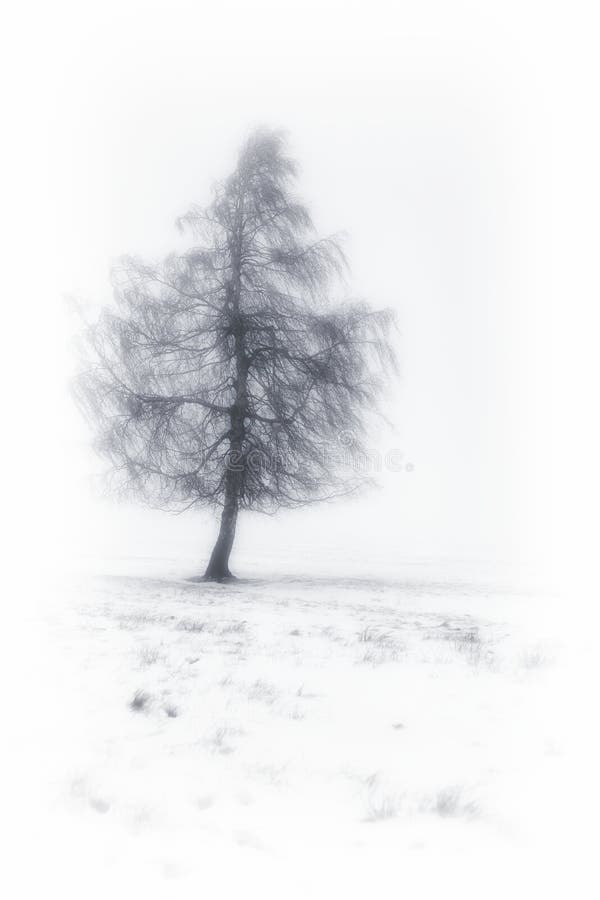 Single Tree in the Winter Fog in the Middle of Snowy Field Stock Photo ...