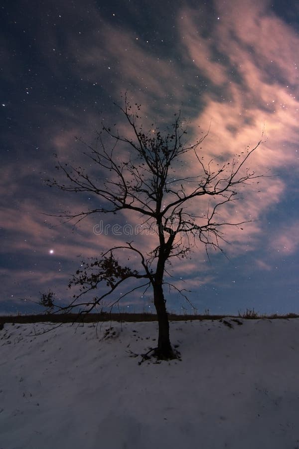 Single Tree Under Starry Sky at Night, Single Tree at Night Stock Image ...