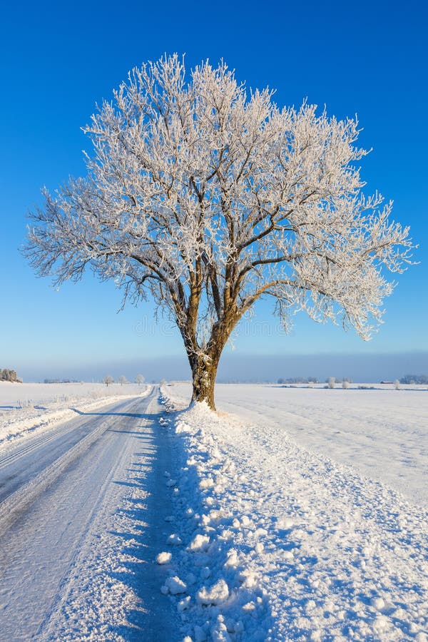Solitary Winter Tree on a Roadside Stock Photo - Image of frozen ...