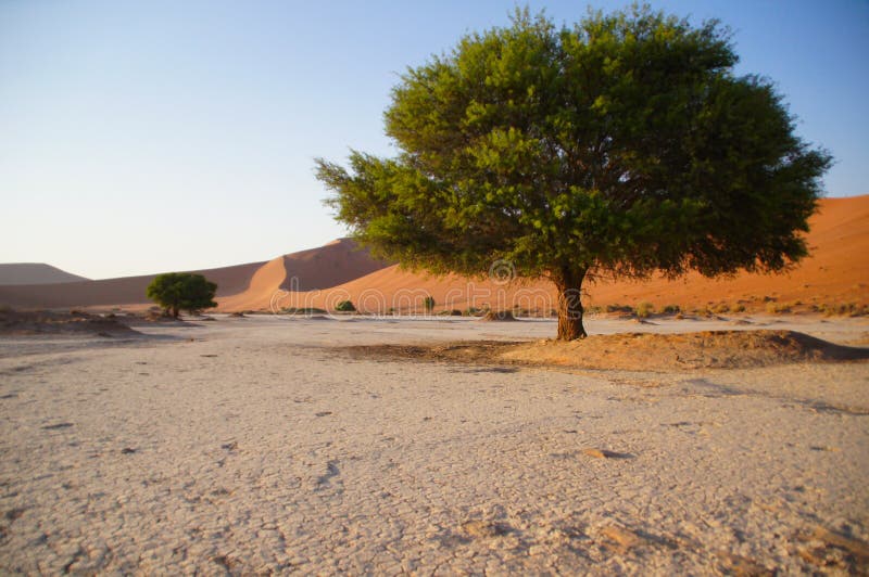 Single Trees in the Desert of Namibia Stock Photo - Image of glow ...
