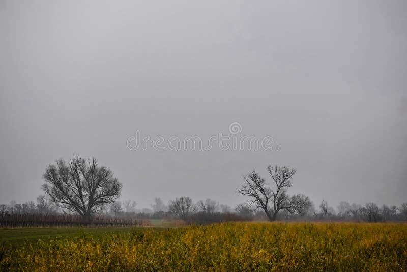 Single Trees and High Field with Dense Ground Fog Stock Photo - Image ...
