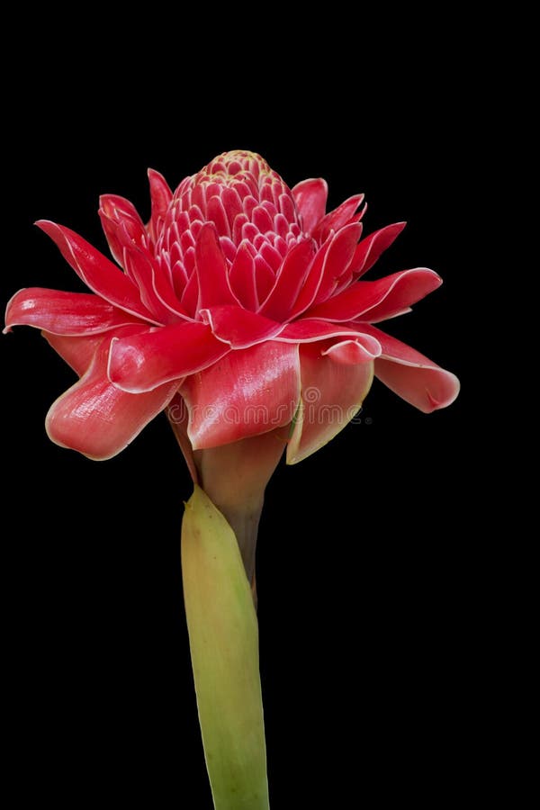 Red torch ginger flower stock image. Image of tropical - 31492147