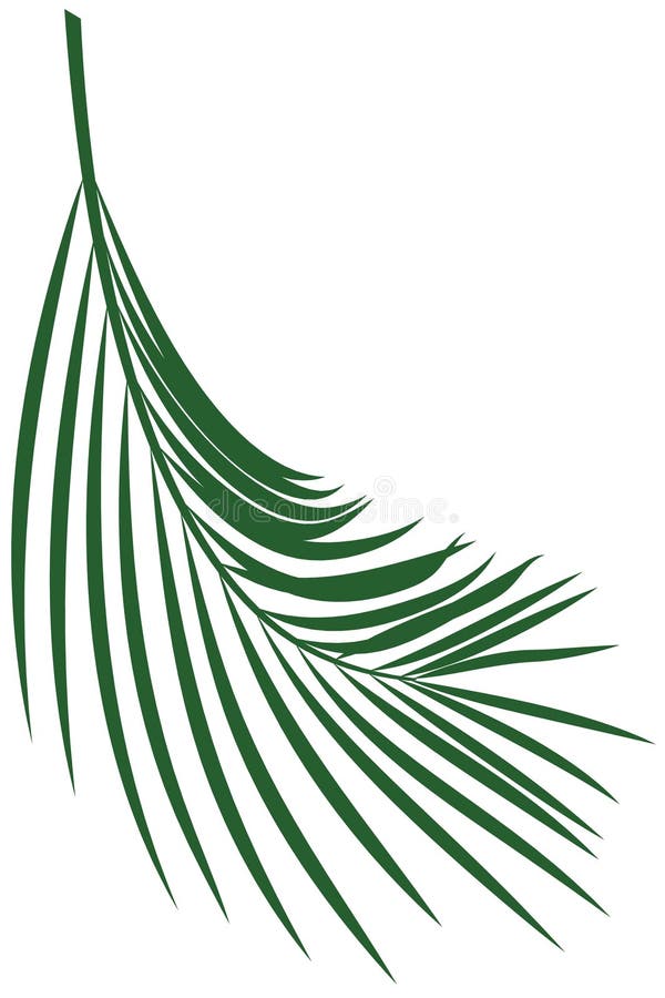 Single Tropical Natural Leaf. Palm Leaf Isolated on White Background ...