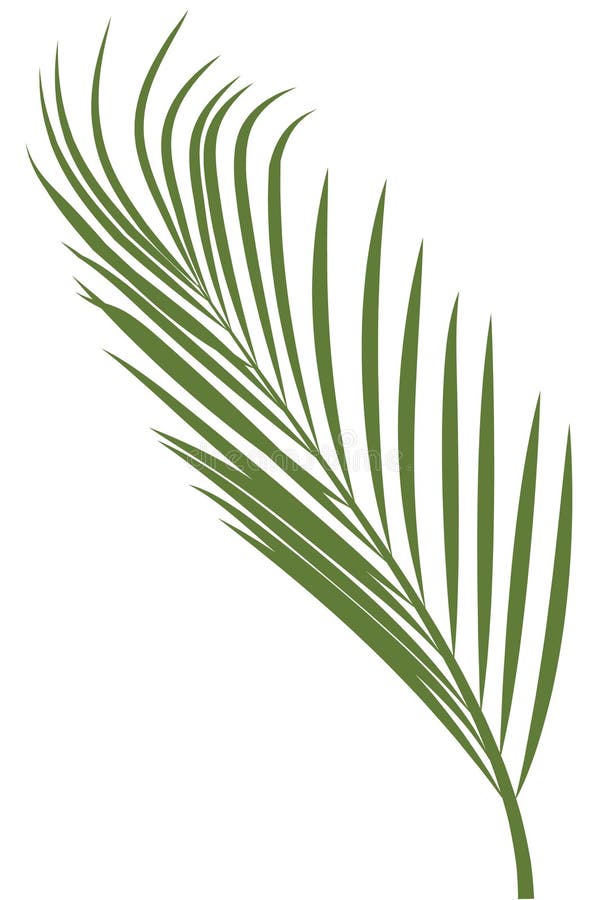 Single Tropical Natural Leaf. Palm Leaf Isolated on White Background ...