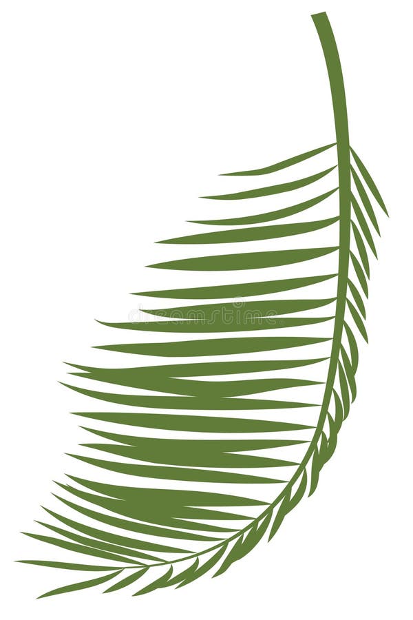 Single Tropical Natural Leaf. Palm Leaf Isolated on White Background ...