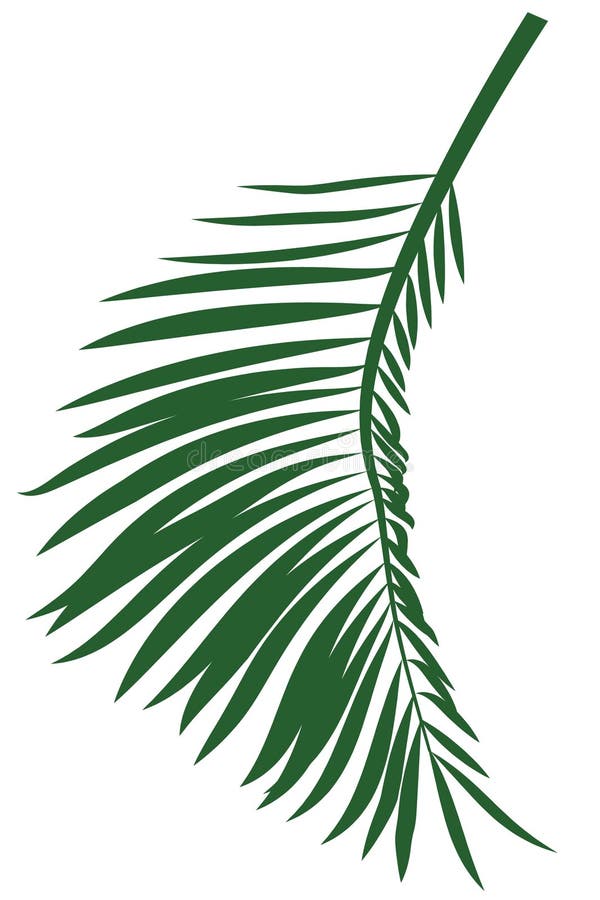 Single Tropical Natural Leaf. Palm Leaf Isolated on White Background ...
