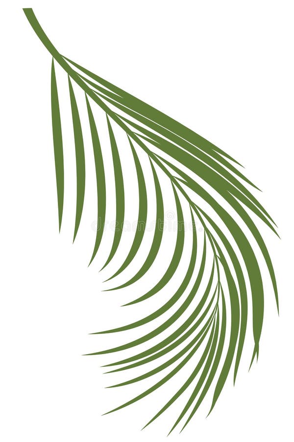 Single Tropical Natural Leaf. Palm Leaf Isolated on White Background ...
