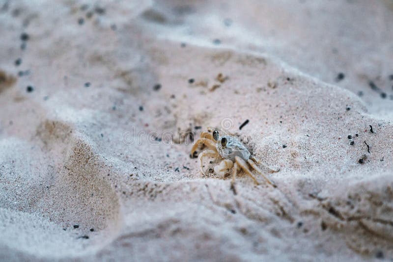 Single True Crabs in the Sand Looking Fro Food Stock Image - Image of ...
