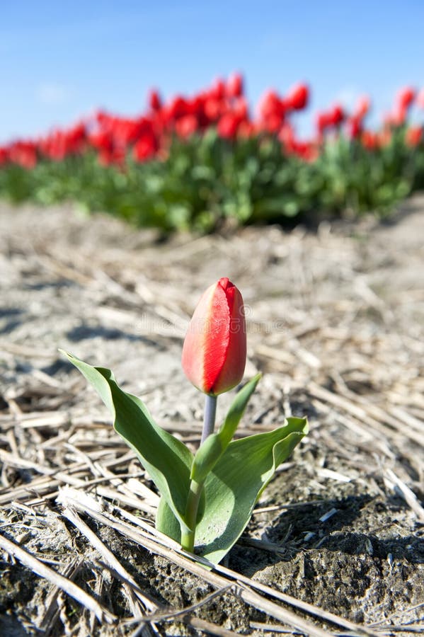Single Tulip stock image. Image of spring, petals, small - 13956285