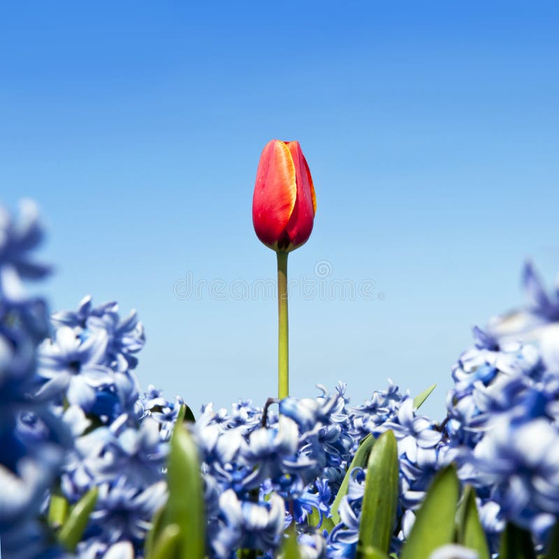 Single tulip stock photo. Image of spring, flower, blue - 13957472