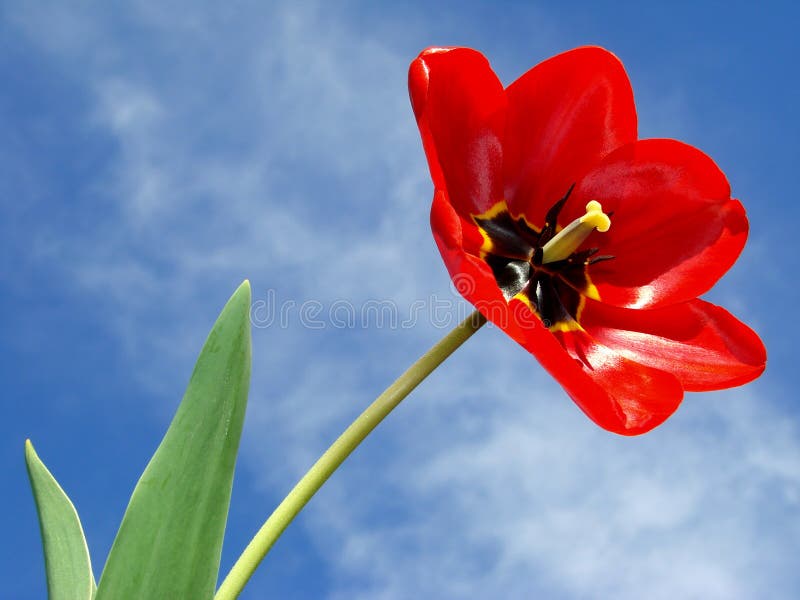 Single tulip stock image. Image of bright, leaves, leaf - 14166031