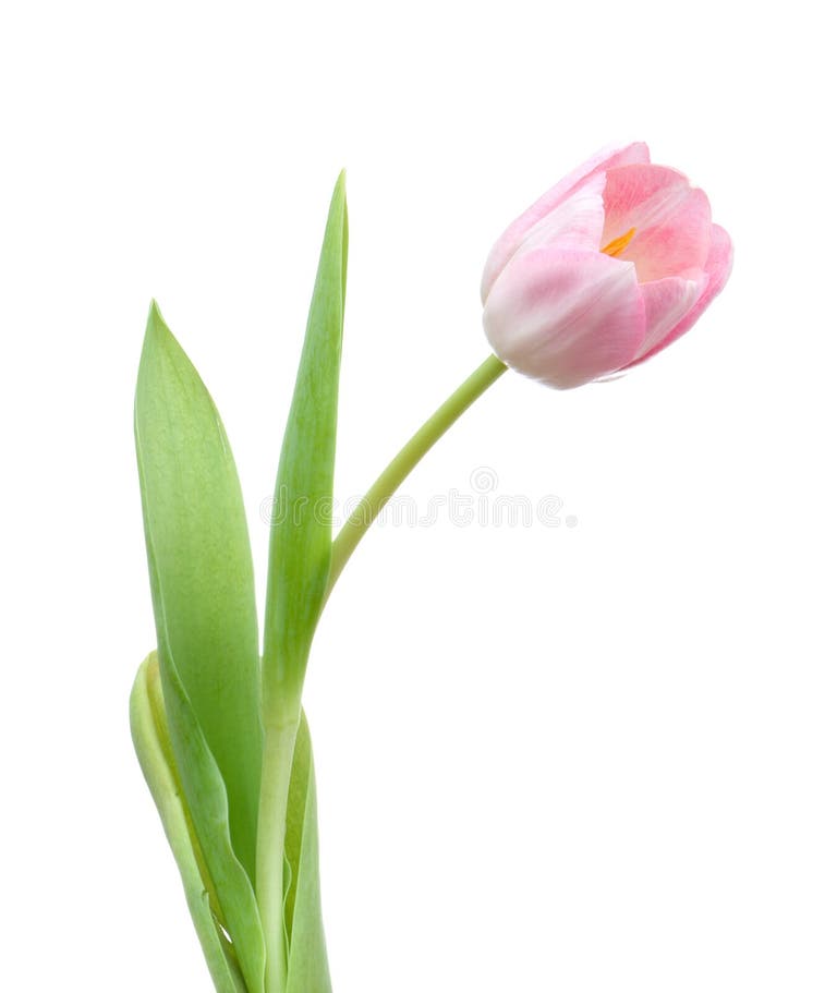 12,973 Single Pink Tulip Stock Photos - Free & Royalty-Free Stock ...