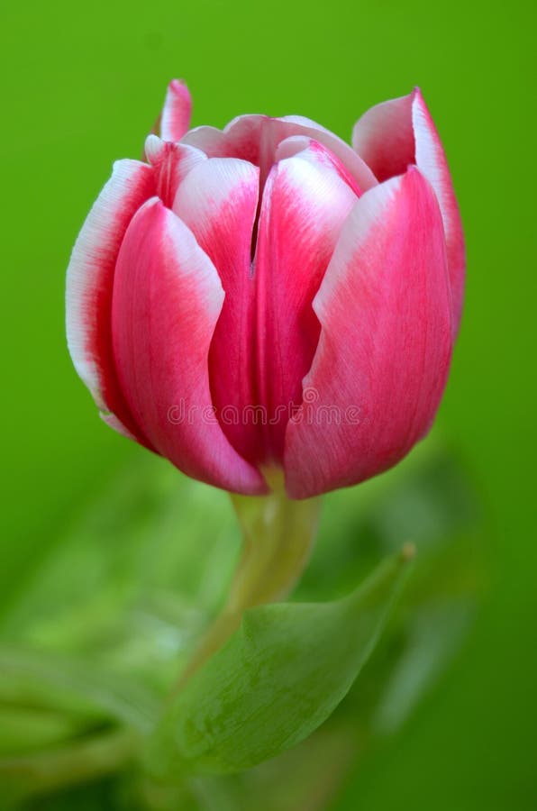 Single Tulip stock photo. Image of freshness, bright - 29435056
