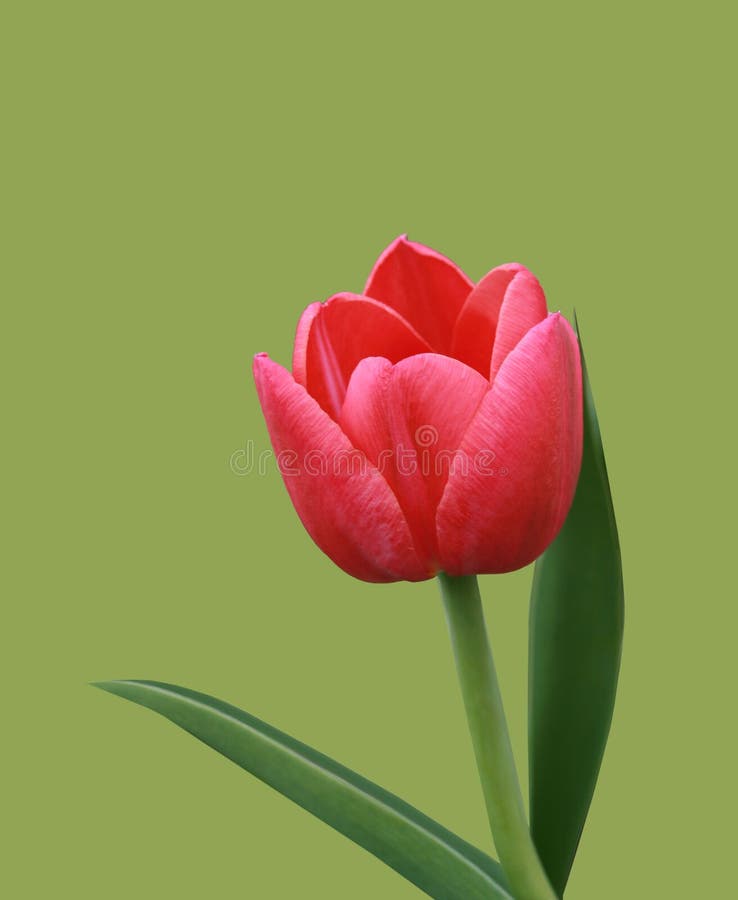 Single Tulip stock image. Image of nature, isolated, petal - 4126907