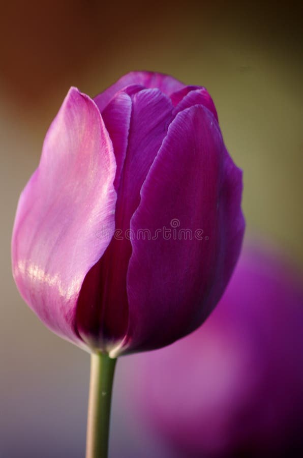 Single Tulip stock image. Image of floral, beauty, flower - 40890745