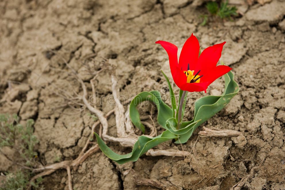 Single tulip in the desert stock image. Image of colors - 41666725