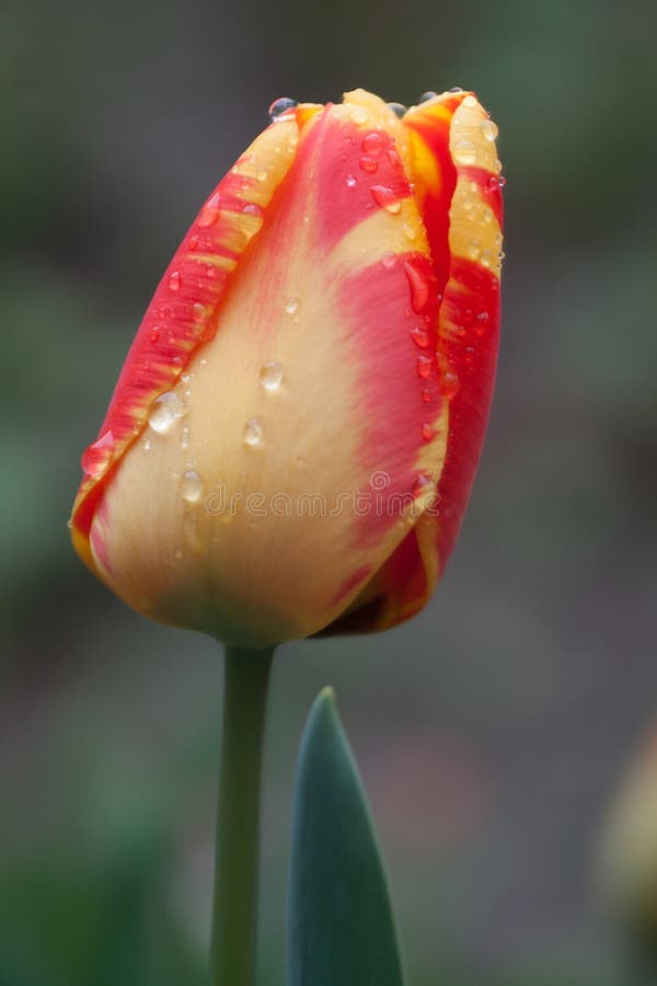 Single tulip flower stock image. Image of flowers, nature - 90880047