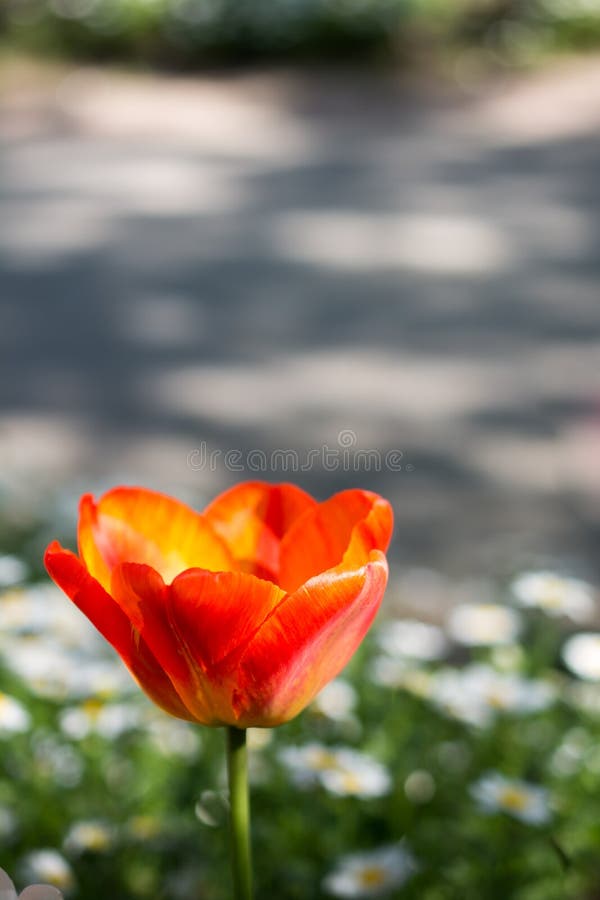 Single Tulip Flower in Spring Season Stock Image - Image of spring ...