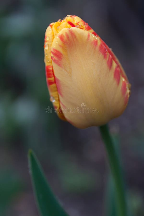 Single tulip flower stock image. Image of summer, isolated - 90879007